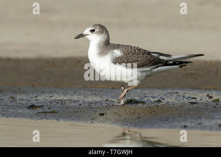 First-winter Sabine's Gull (Xema sabini) offshore over the sea at ...