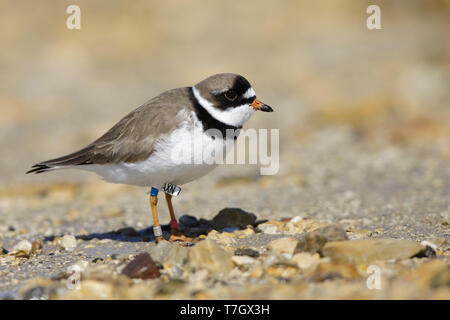 Adult breeding Semipalmated Plover (Charadrius semipalmatus) showing ...