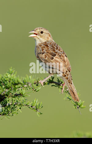 Cassin's Sparrow (Peucaea cassinii), Adult perched on wired fench, USA ...