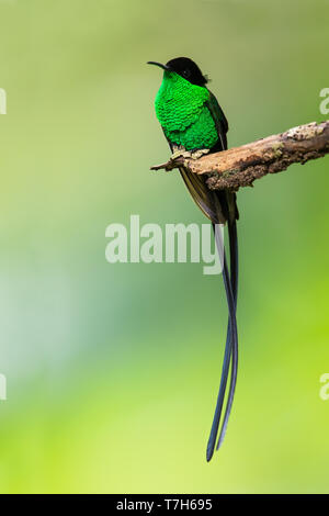 An endemic species Black-billed Streamertail Hummingbird (Trochilus ...