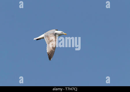 Second-summer Caspian Gull (Larus cachinnans) in flight in the ...
