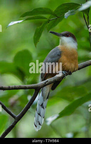 Jamaican Lizard-Cuckoo (Coccyzus vetula) perched on a branch in Jamaica ...