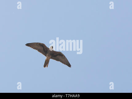Lanner Falcon in flight Stock Photo - Alamy
