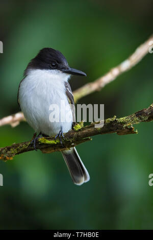 Jamaican Loggerhead Kingbird (Tyrannus caudifasciatus) perched on a ...
