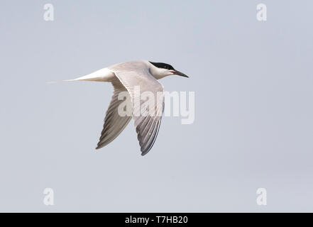 Adult (Siberian) Common Tern in flight above Bodhi Island, China. Side ...