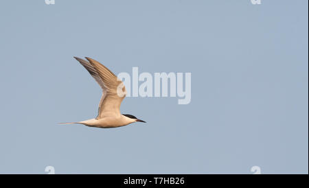 Adult (Siberian) Common Tern in flight above Bodhi Island, China. Side ...