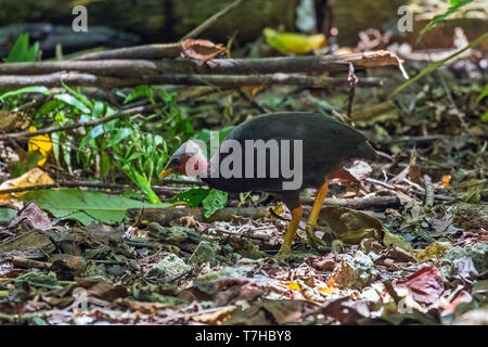 Micronesian Scrubfowl (Megapodius laperouse senex), a Micronesian ...