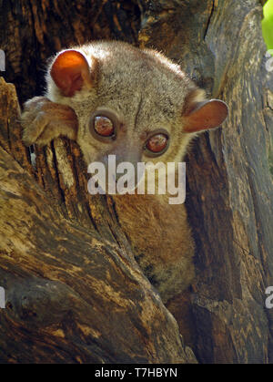 Milne-Edwards' sportive lemur (Lepilemur edwardsi) in Sleeping Cave in ...
