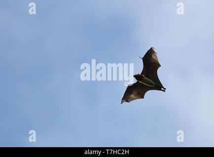 Moluccan flying fox (Pteropus chrysoproctus) on the Indonesia island of ...