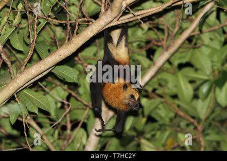 Moluccan flying fox (Pteropus chrysoproctus) on the Indonesia island of ...