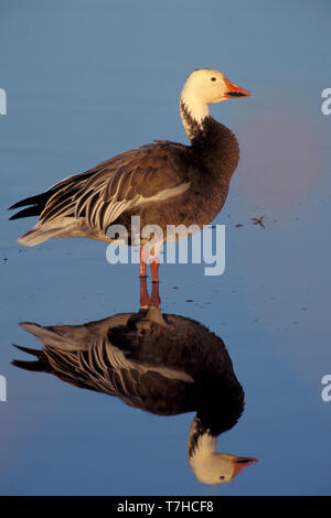 Adult blue morph snow goose in New Mexico corn field with white morph ...