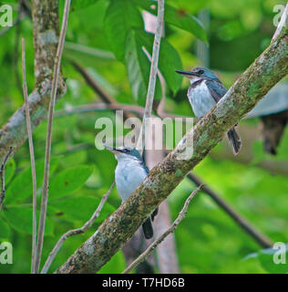 Society Kingfisher,Todiramphus veneratus, an endemic bird to the ...