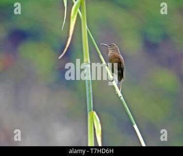 Endangered Tahiti reed warbler (Acrocephalus caffer) perched in ...