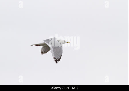 Adult summer Thayer's Gull (Larus thayeri) in flight along the Alaskan ...