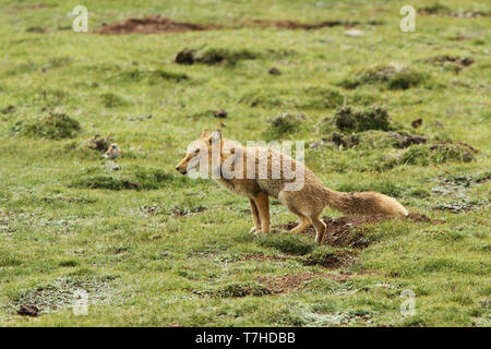 Tibetan sand fox (Vulpes ferrilata), looking around, China Stock Photo ...