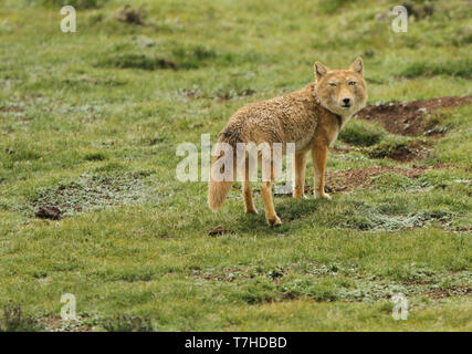Tibetan sand fox (Vulpes ferrilata), looking around, China Stock Photo ...
