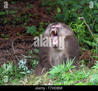 Tibetan macaque (Macaca thibetana Stock Photo - Alamy