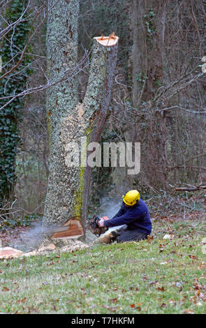 Using sawing chain saw service worker cuts down trees into forest ...