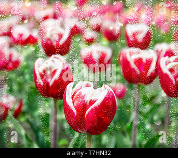 Tulip field, Holland Michigan Stock Photo - Alamy