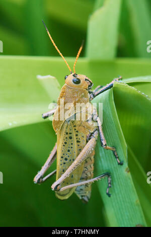 Adult Eastern lubber grasshopper (Romalea microptera) on a tree limb in ...