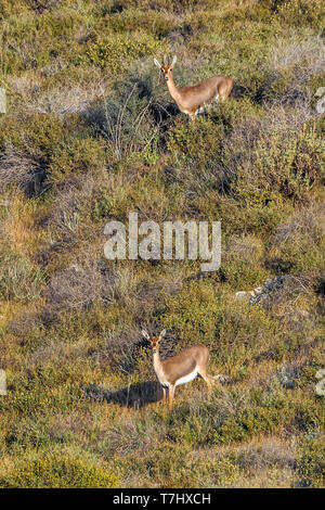 Mountain gazelle (Gazella gazella) walking in the dessert, captive ...