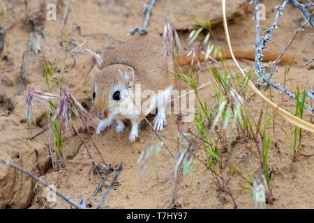 Tamarisk Jird (Meriones tamariscinus) sitting on the steppe ground in ...