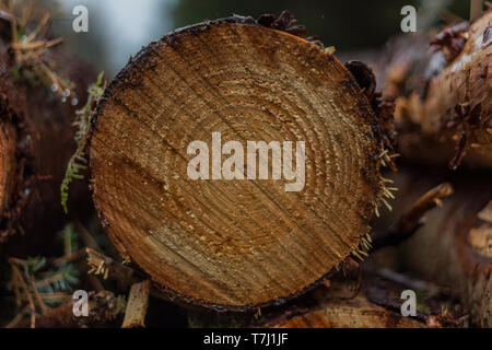 Tibradden Wood Forest in Dublin, Ireland, in 2019 Stock Photo - Alamy
