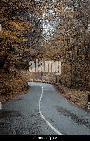 Tibradden Wood Forest in Dublin, Ireland, in 2019 Stock Photo - Alamy