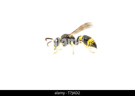 European tube wasp (Ancistrocerus gazella Stock Photo - Alamy