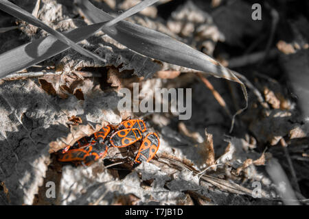 some fire bugs hide in the grass under foliage Stock Photo - Alamy