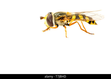 Migrant Hoverfly (Eupeodes corollae) adult female feeding in a Mullein ...