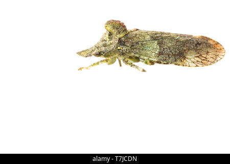 Horned Leafhopper (Ledra aurita Stock Photo - Alamy