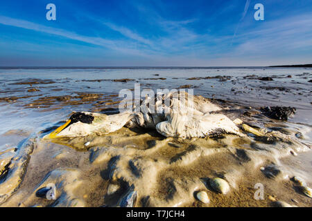 Male dead Common Eider Stock Photo - Alamy