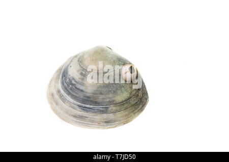 Peppery Furrow Clam, Peppery Furrow Shell (Scrobicularia plana), shells ...