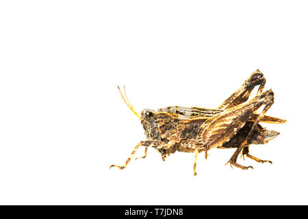 Common Ground-hopper, Gewoon doorntje, Tetrix undulata Stock Photo - Alamy