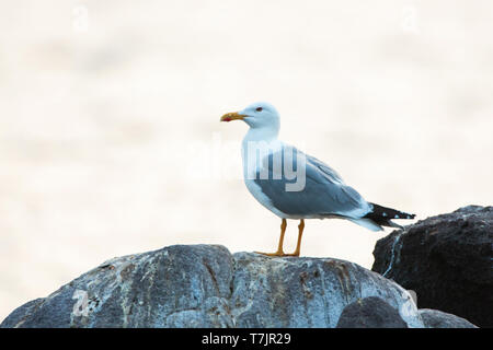 An adult yellow legged gull (Larus michahellis) standing on a rock in ...