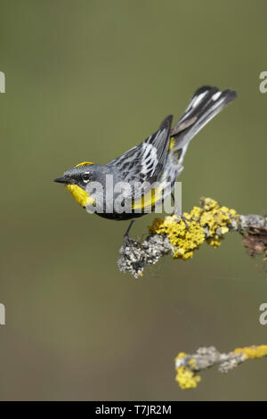 Audubon's warbler (Setophaga auduboni) in Palo Alto, California Stock ...