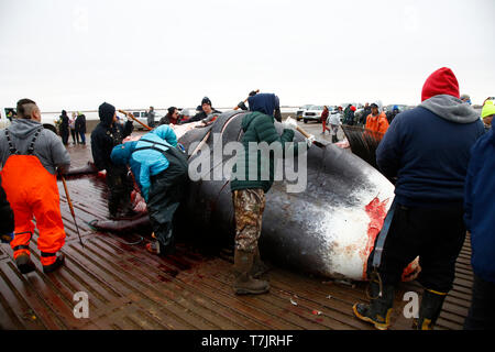 Groenlandse Walvis; Bowhead Whale Stock Photo - Alamy
