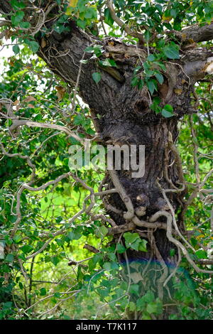 Strange branches of the trees Stock Photo - Alamy