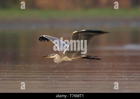 Great heron flying over river Douro in the north of Portugal Stock ...