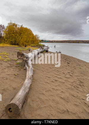 Bank of the Kamchatka River in Kozyriewsk village. The forest in autumn ...