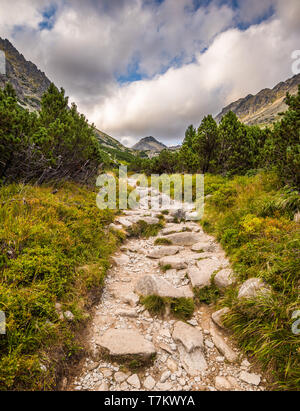 Footpath in coniferous forest, High Tatras mountains, Slovak republic ...
