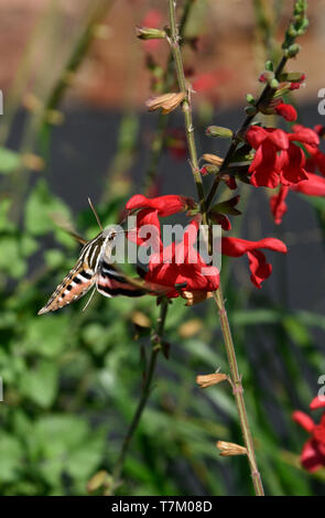A Sphinx Moth feeds a Cardinal flower Stock Photo - Alamy