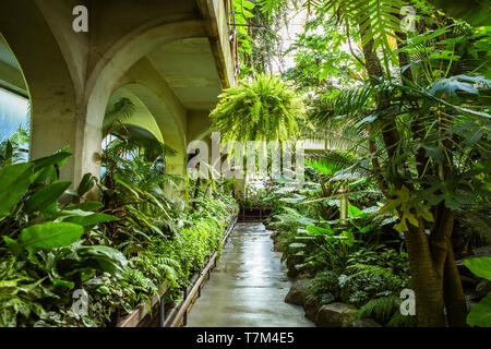 Tropical greenhouse glasshouse sunny interior full of lush green plants ...