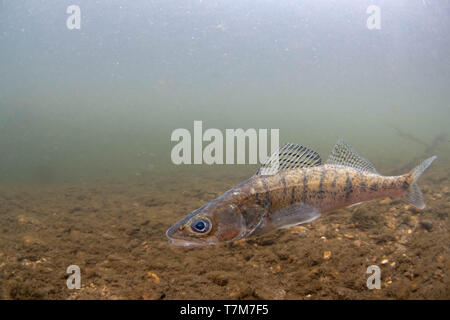 Zander swimming in the River Trent Stock Photo - Alamy