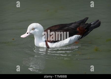 Radjah shelduck, Raja shelduck, Black-backed shelduck, Burdekin duck ...