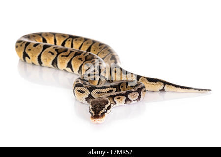 Ball python in front of white background Stock Photo - Alamy