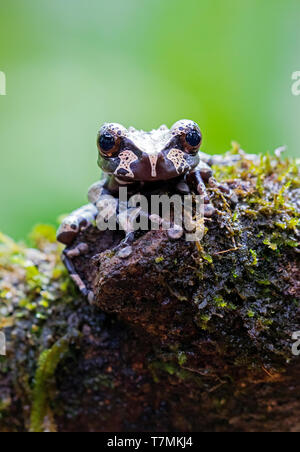 Crowned Tree Frog Stock Photo - Alamy