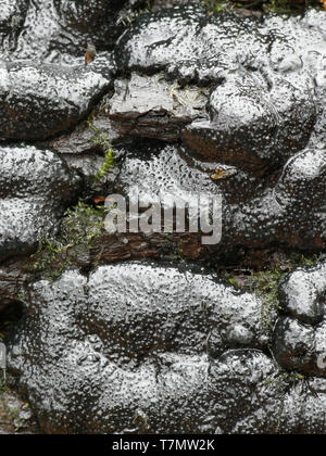 Kretzschmaria deusta, known as brittle cinder fungus, a major pathogen ...