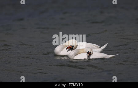 Pair off Mute swans in synchronized swimming. Series of 4 images Stock ...